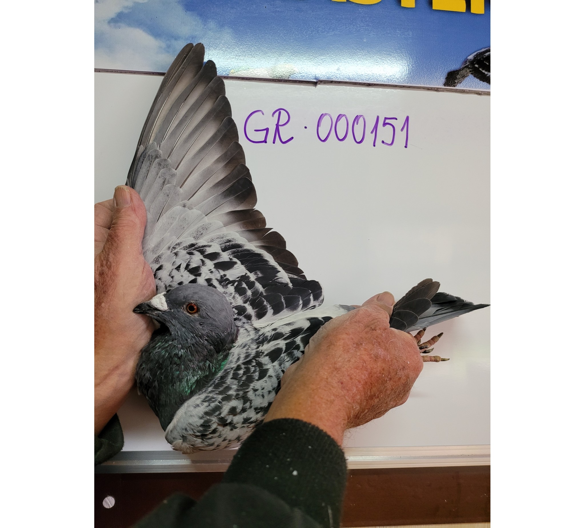 Kalamaras Georgio & Dimitrios