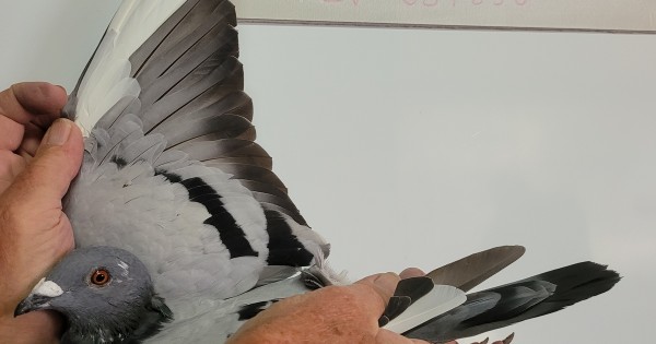 398th place - 057990-DV-21 - SG Steffl