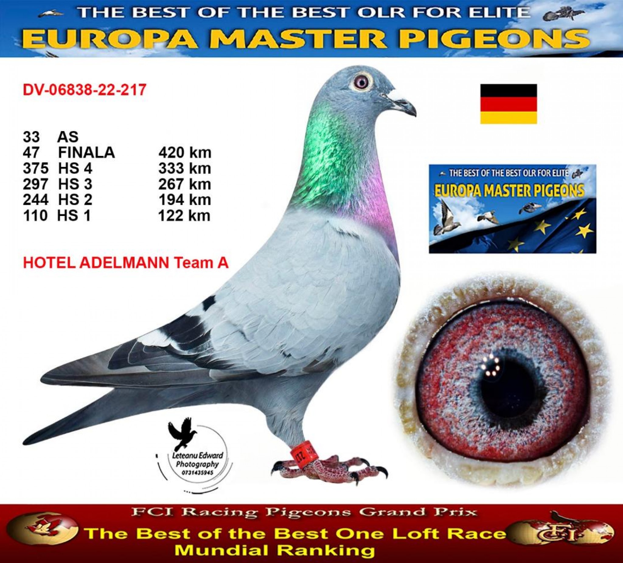 Auctions - The Best of the Best OLR for Elite EUROPA MASTER PIGEONS