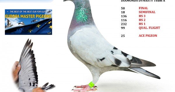 50th place - GB-23-V-13310 - EMERALDS & DIAMONDS DYNASTY Team A