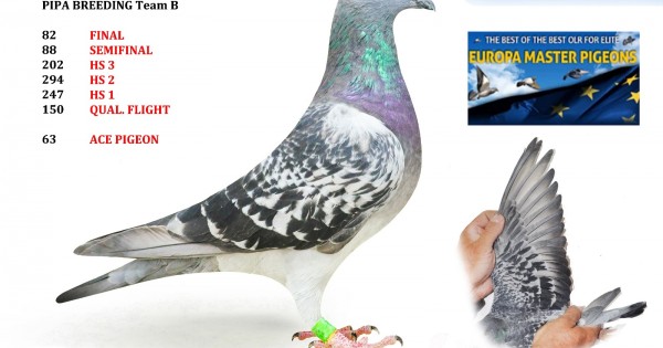 82th place - BE-23-4181252 - PIPA BREEDING Team B