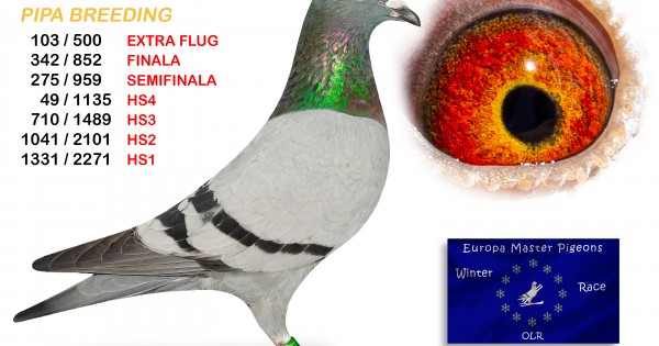 342th place - BE-23-4181526 PIPA BREEDING