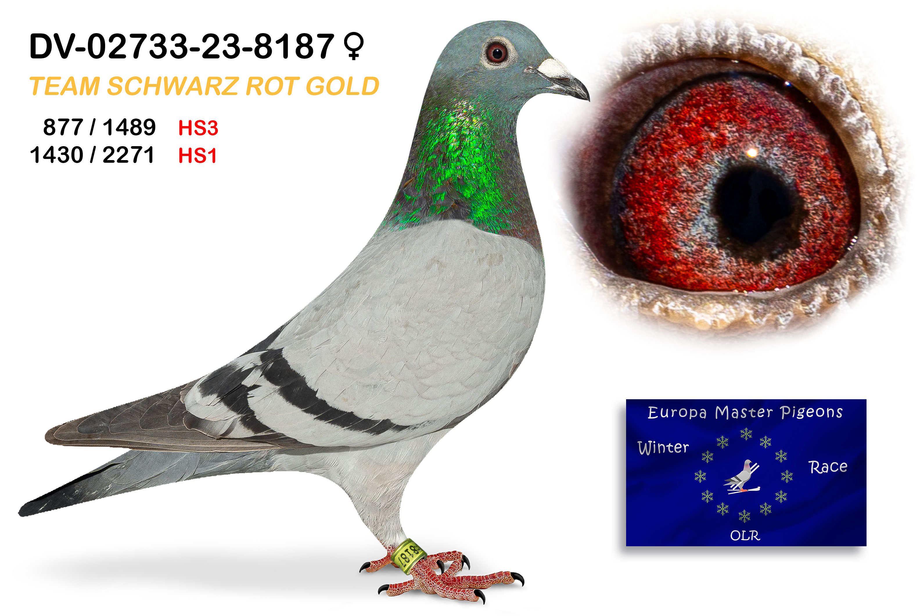 (♀️) 877th place (HS3) - DV-02733-23-8187 SCHWARTZ ROT GOLD