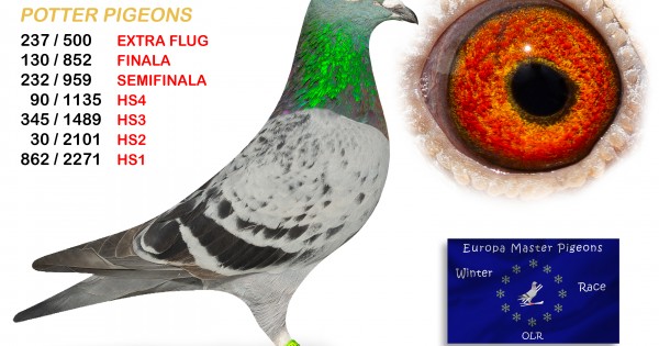 HU-23-07-723336 - POTTER PIGEONS