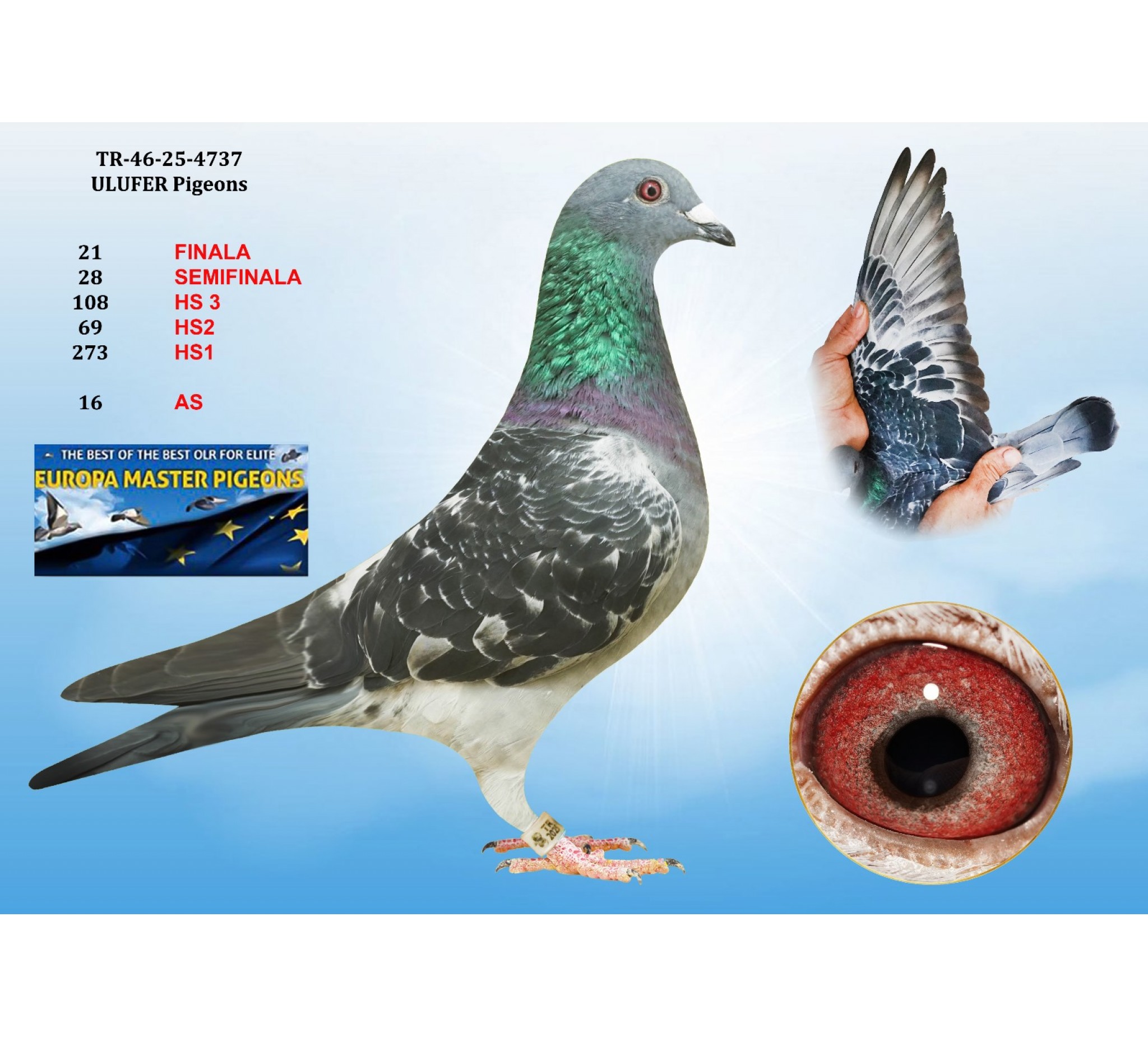 21th place - TR-46-25-4737 - ULUFER PIGEONS