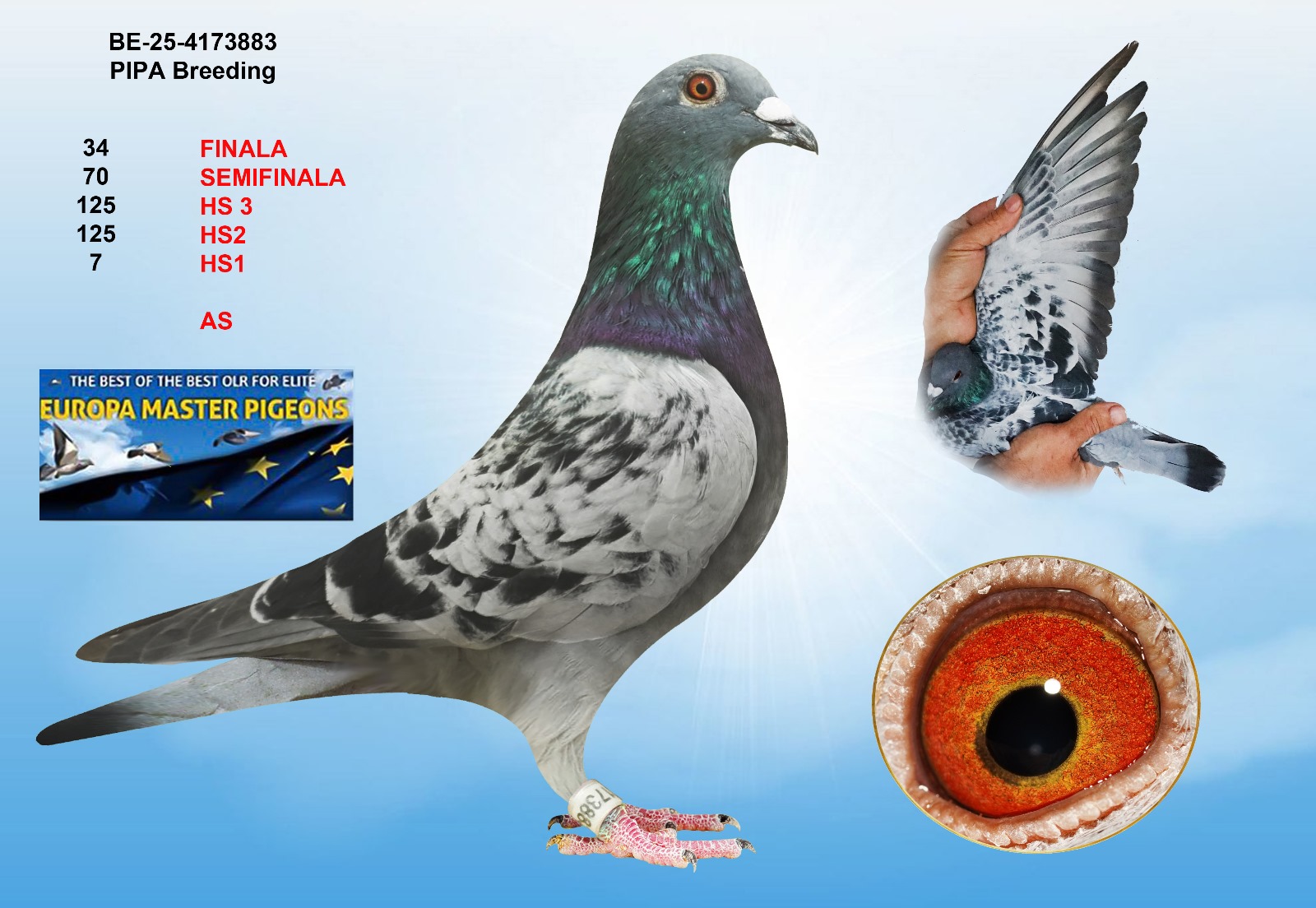 34th place - BE-25-4173883 - PIPA BREEDING