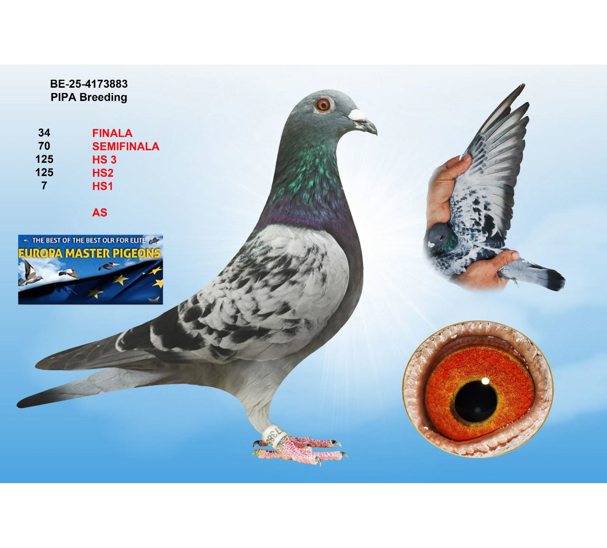 34th place - BE-25-4173883 - PIPA BREEDING