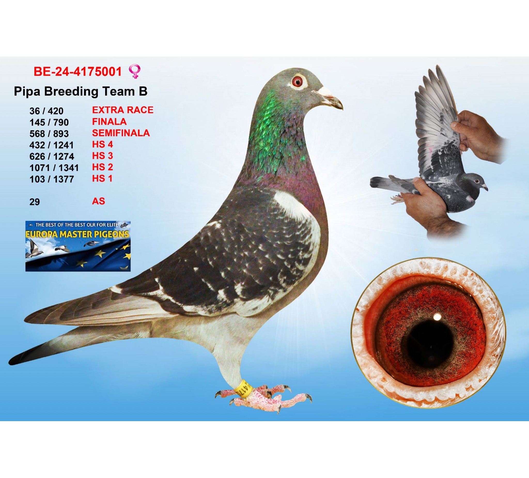 (♀️) 36th place - BE-24-4175001 - PIPA BREEDING