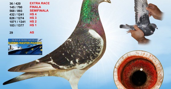 (♀️) 36th place - BE-24-4175001 - PIPA BREEDING