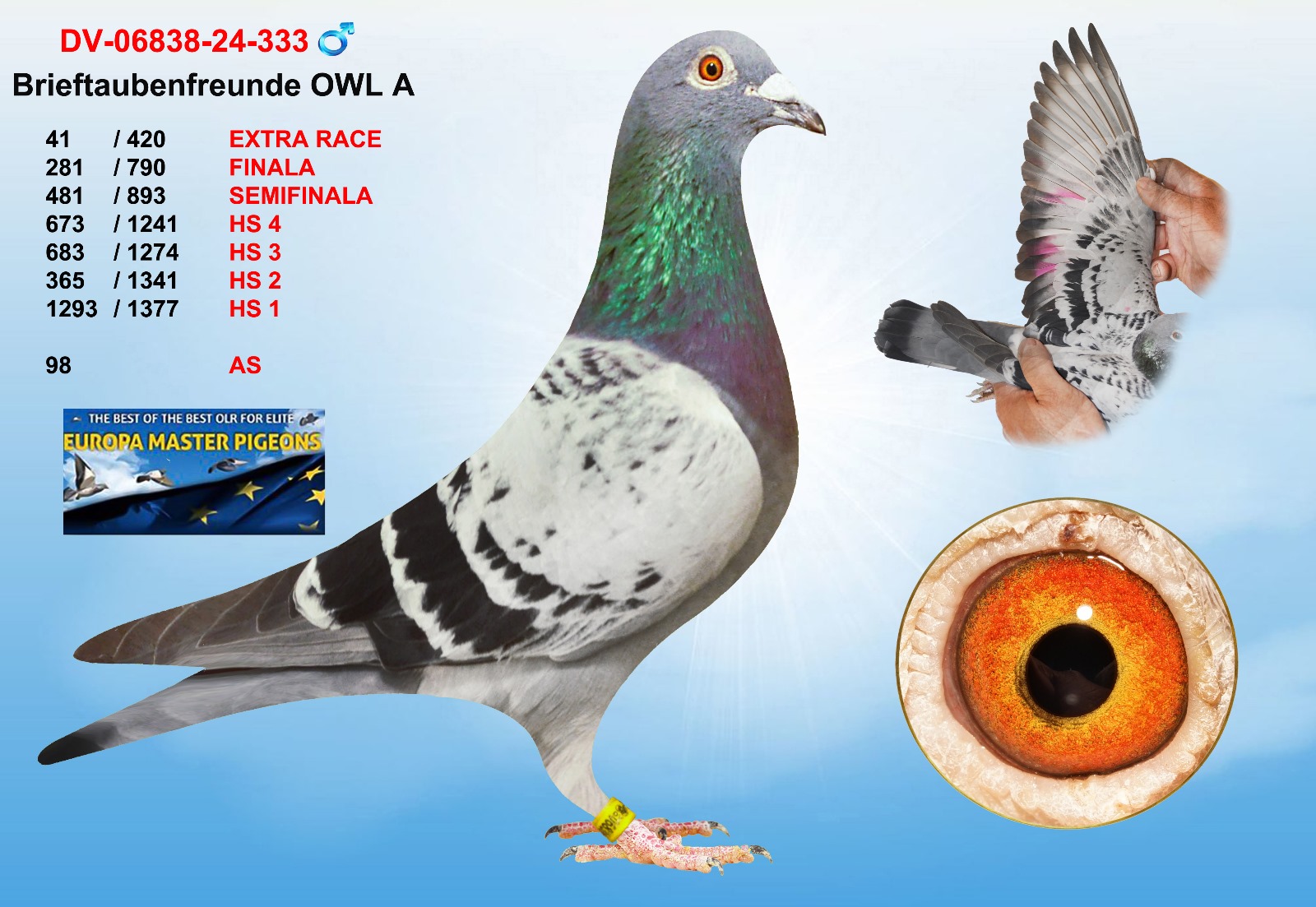 (♂️) 41th place - DV-06838-24-333 - Brieftaubenfreunde OWL